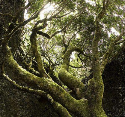 La fuerza de la Naturaleza – ASHLA